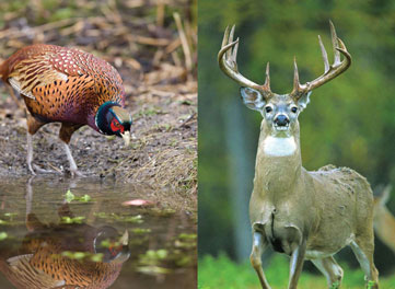 Wildlife Initiative